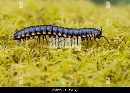 Yellow-Spotted Millipede, Almond-Scented Millipede or Cyanide Millipede ...