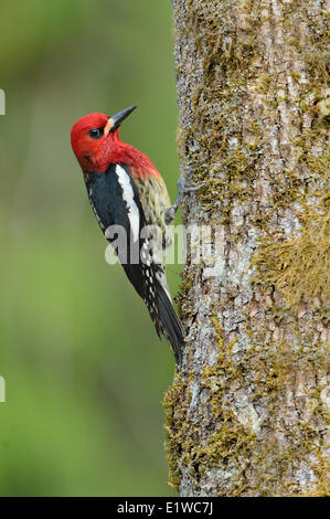 Red-breasted Sapsucker (Sphyrapicus ruber) perched on a tree trunk ...