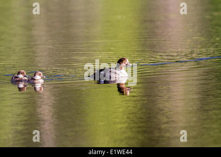 Duck. Male common goldeneye . Medium-sized duck from northern Canada ...