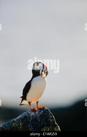 Atlantic Puffin, (Fratercula arctica), with capelin in beak, Alcidae ...