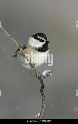 Mountain Chickadee (Poecile gambeli) perched in a snowy tree Stock ...