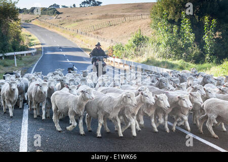 Sheep being herded Stock Photo - Alamy
