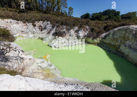 Devil's Bath pool in Waiotapu Thermal Reserve, Rotorua, New Zealand ...