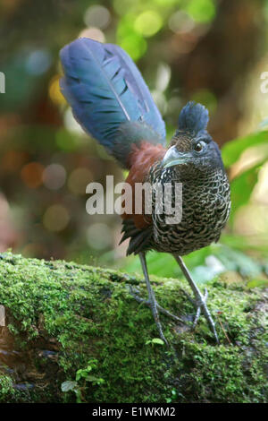 banded ground cuckoo (Neomorphus radiolosus), on the floor of a ...