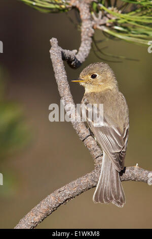 Buff breasted Flycatcher Empidonax fulvifrons Chiricahua Mountains ...