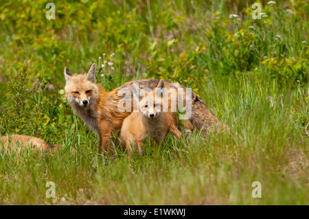 Red fox (Vulpes vulpes), Waterton Lakes National Park, Alberta, Canada ...