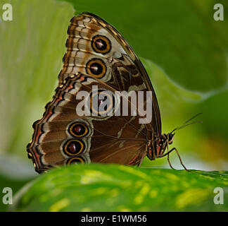 Owl Butterfly (Caligo idomeneus), wings showing eye-spots Stock Photo ...