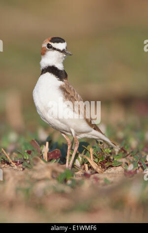 Collared Plover (Charadrius collaris) in a wetland area in Bolivia ...