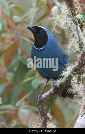 White-collared Jay (Cyanolyca viridicyana), Bolivia Stock Photo - Alamy