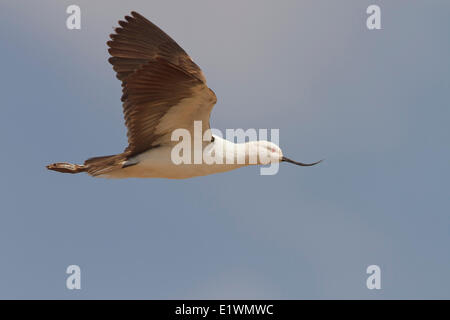 Andean Avocet (Recurvirostra andina) in a wetland in Bolivia, South ...