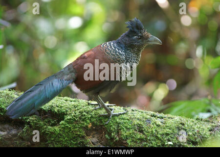 banded ground cuckoo (Neomorphus radiolosus), on the floor of a ...