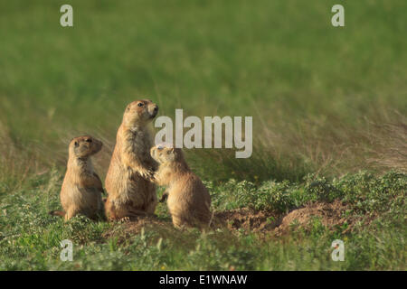 Devils Tower Prairie dog Wildlife Animal USA Stock Photo - Alamy