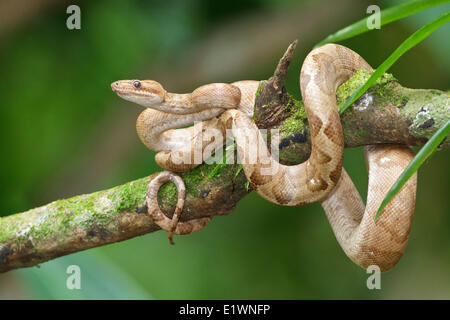 Tree Boa, Costa Rica, Central America Stock Photo - Alamy