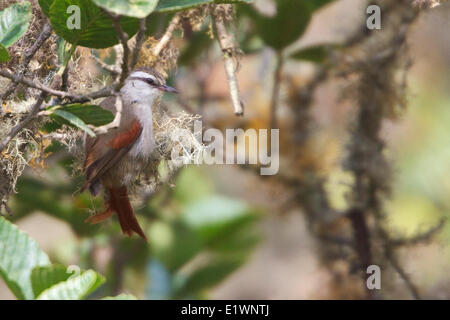 A Stripe-crowned Spinetail (Cranioleuca pyrrhophia) perched on a branch ...
