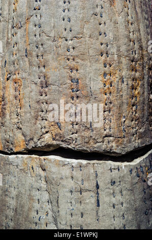 Fossil lycopsid tree trunk the Coal Age's carboniferous forests exposed ...