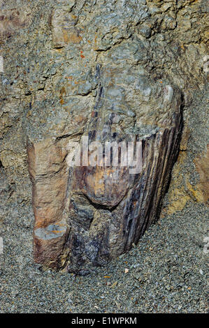 Fossil lycopsid tree trunk the Coal Age's carboniferous forests exposed ...