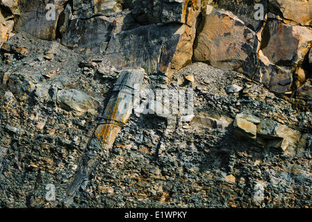 Fossil lycopsid tree trunk the Coal Age's carboniferous forests exposed ...