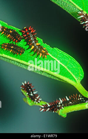 True Cattleheart Butterfly, (Parides eurimedes mylotes), emerging from ...