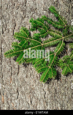 eastern hemlock (Tsuga canadensis Stock Photo - Alamy
