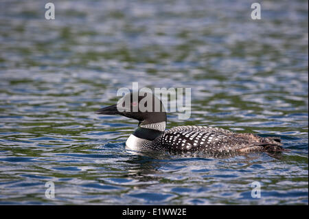Common loon (Gavia immer) catching a fish Stock Photo - Alamy