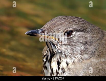 Gray-cheeked Thrush Catharus minimus Stock Photo - Alamy