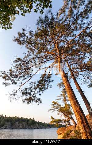 red pine trees (Pinus resinosa), Itaska State Park, Minnesota USA Stock ...