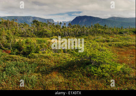 Sphagnum bog, black spruce, tamarack, Western Brook Pond, Gros Morne ...