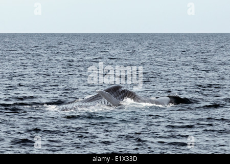 Blue Whale (Balaenoptera musculus) filter feeding, endangered, Sea of ...