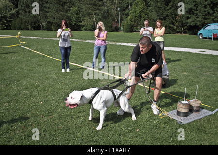 Man trains dog Stock Photo - Alamy