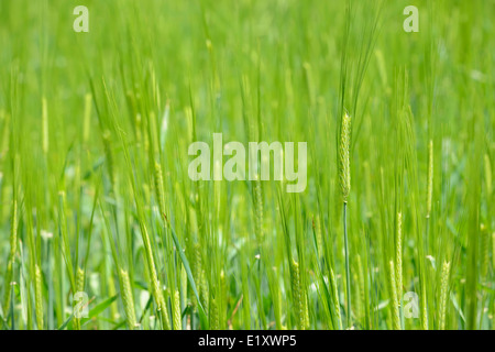 Unripe wheat field in spring close up, planted field Stock Photo - Alamy