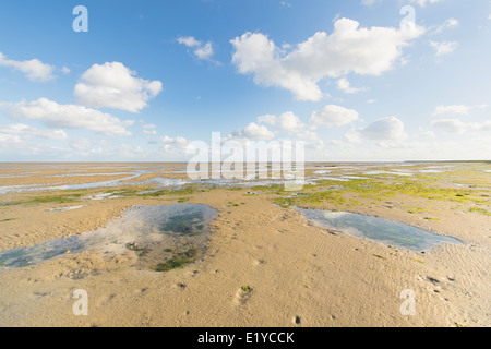 Mudflat or shallow at Dutch wadden sea near Terschelling Stock Photo ...