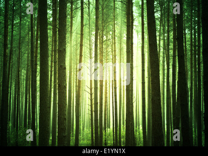 mystical summer forest with green grass and sun rays coming through ...