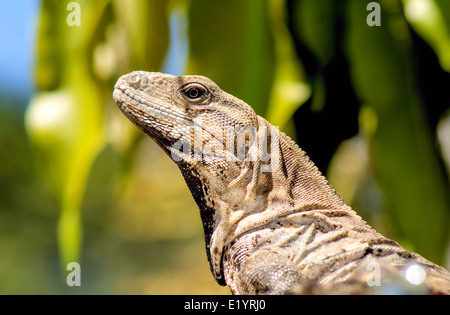 Yucatan Native Iguana or Toloc in the wild Stock Photo - Alamy