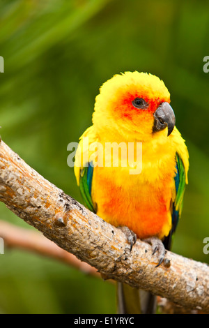Sun Parakeet or Sun Conure (Aratinga solstitialis), portrait, native to ...