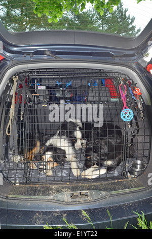 Dogs in car. Border collie travel by car. Pets transportation Stock ...