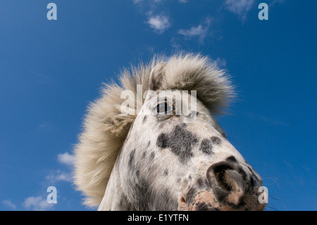 Spotted miniature Shetland pony Stock Photo - Alamy
