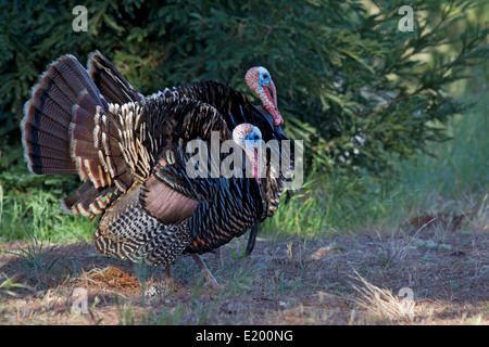 Two Tom Turkeys in Breeding Plumage Stock Photo - Alamy