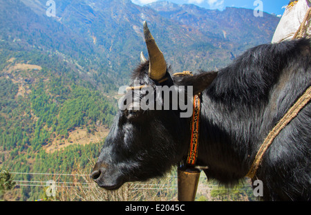 Lukla Nepal Dzo yaks standing in Lukla Solukhumbu Himalayas cow yak ...