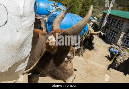 Lukla Nepal Dzo yaks standing in Lukla Solukhumbu Himalayas cow yak ...