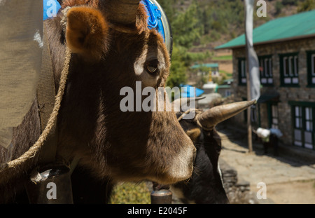 Lukla Nepal Dzo yaks standing in Lukla Solukhumbu Himalayas cow yak ...