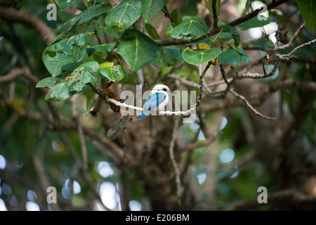 Anatakitaki Cave Atiu Cook Islands Stock Photo - Alamy