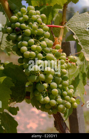 Trebbiano white wine Tuscany Italy Stock Photo - Alamy