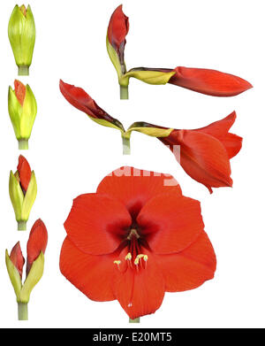 Beautiful fresh Hippeastrum flower bud isolated on white Stock Photo ...