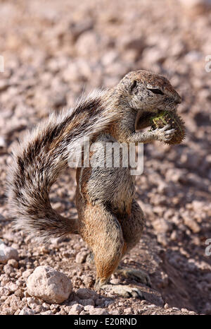 Namibia, squirrel standing in sand eating Stock Photo - Alamy