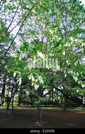 White blooming tree Stock Photo - Alamy