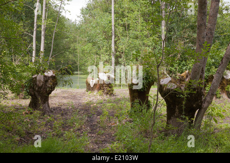 In the Marais Poitevin (France), a pollarded ash tree with a remarkable ...