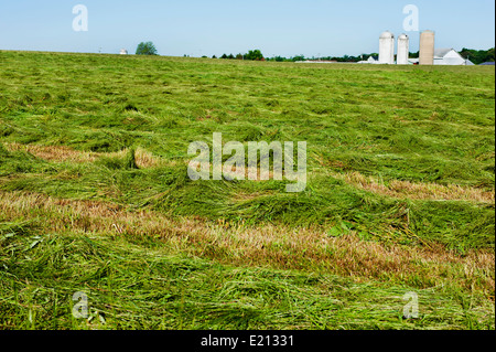 Rows of freshly cut hay drying in the field Stock Photo - Alamy