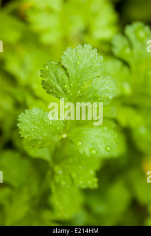 Fresh cilantro leaves and plants in organic planting plots Stock Photo ...