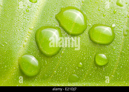 fresh dews on green leaf Stock Photo - Alamy