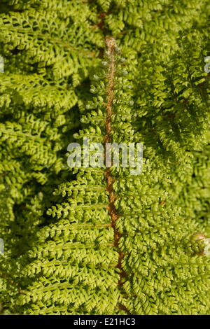 Soft Shield Fern, Alaskan Fern, Polystichum setiferum "Herrenhausen ...